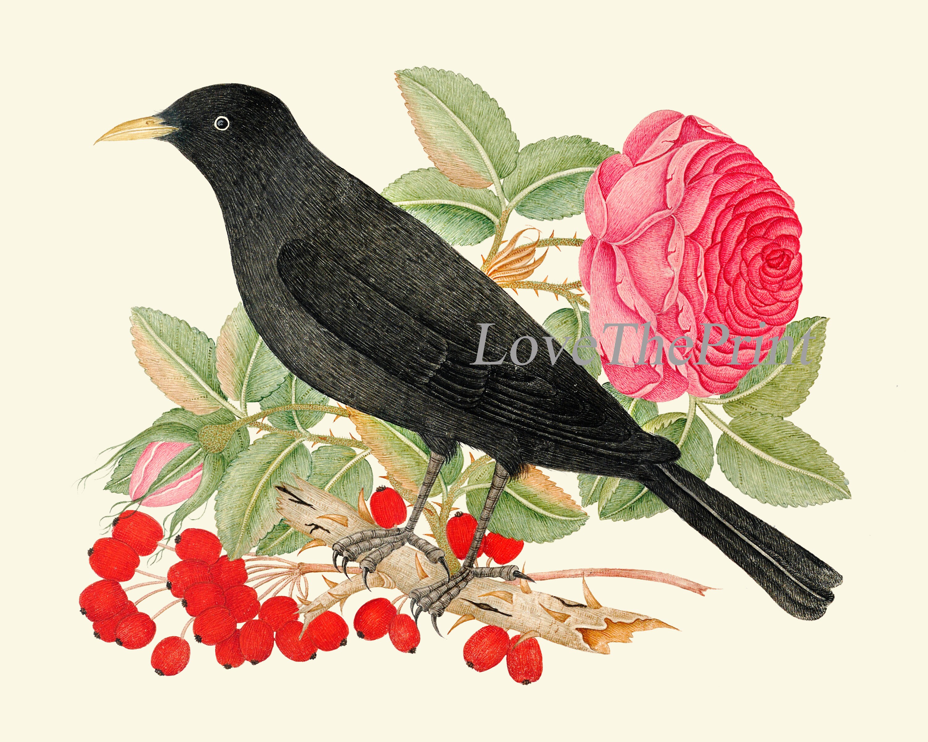 Bird Wall Decor Art Print Set of 6 Prints Antique Vintage Beautiful ...