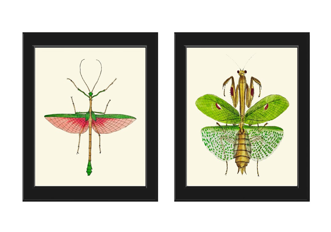 Locust Bug Insect Stunning Wall Art Set of 2 Prints Beautiful Antique ...