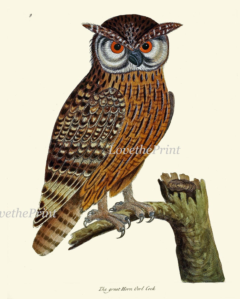 Owl Bird Wall Art Gallery Set of 9 Prints Beautiful Vintage Antique ...