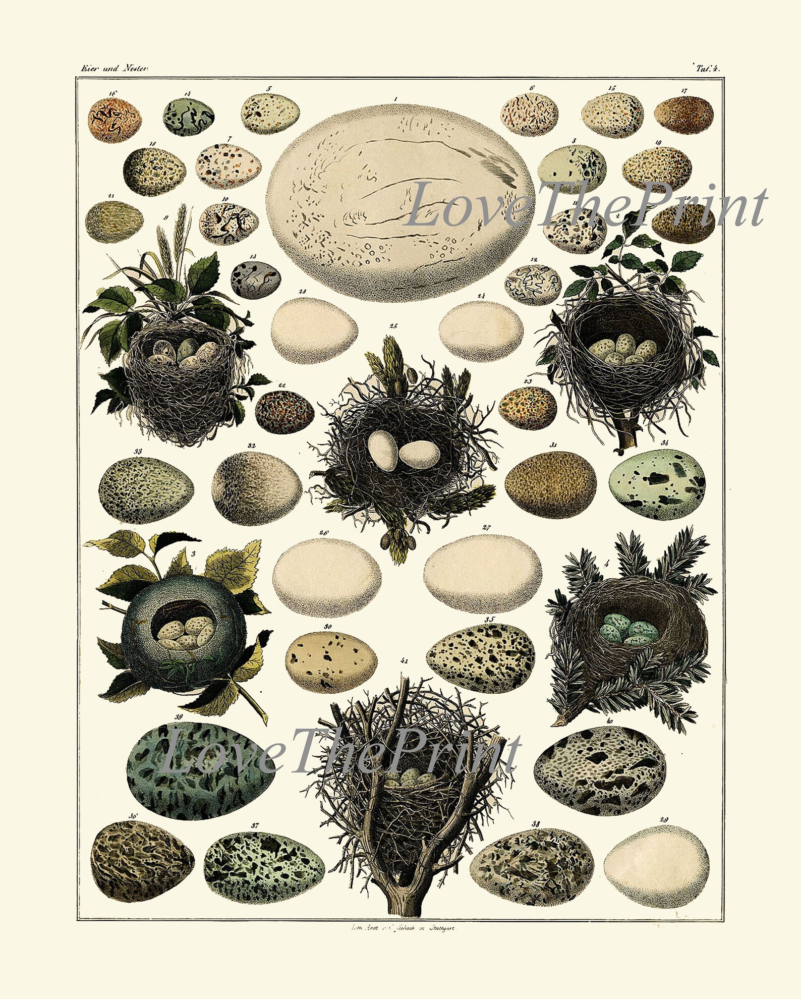Vintage Bird Eggs Wall Art Print Set Of 6 Beautiful Antique Etsy
