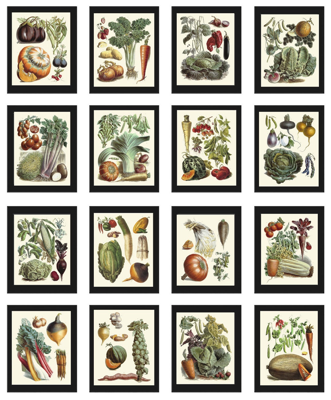Vintage Vegetable Print Botanical Wall Art Set of 16 Beautiful Antique ...
