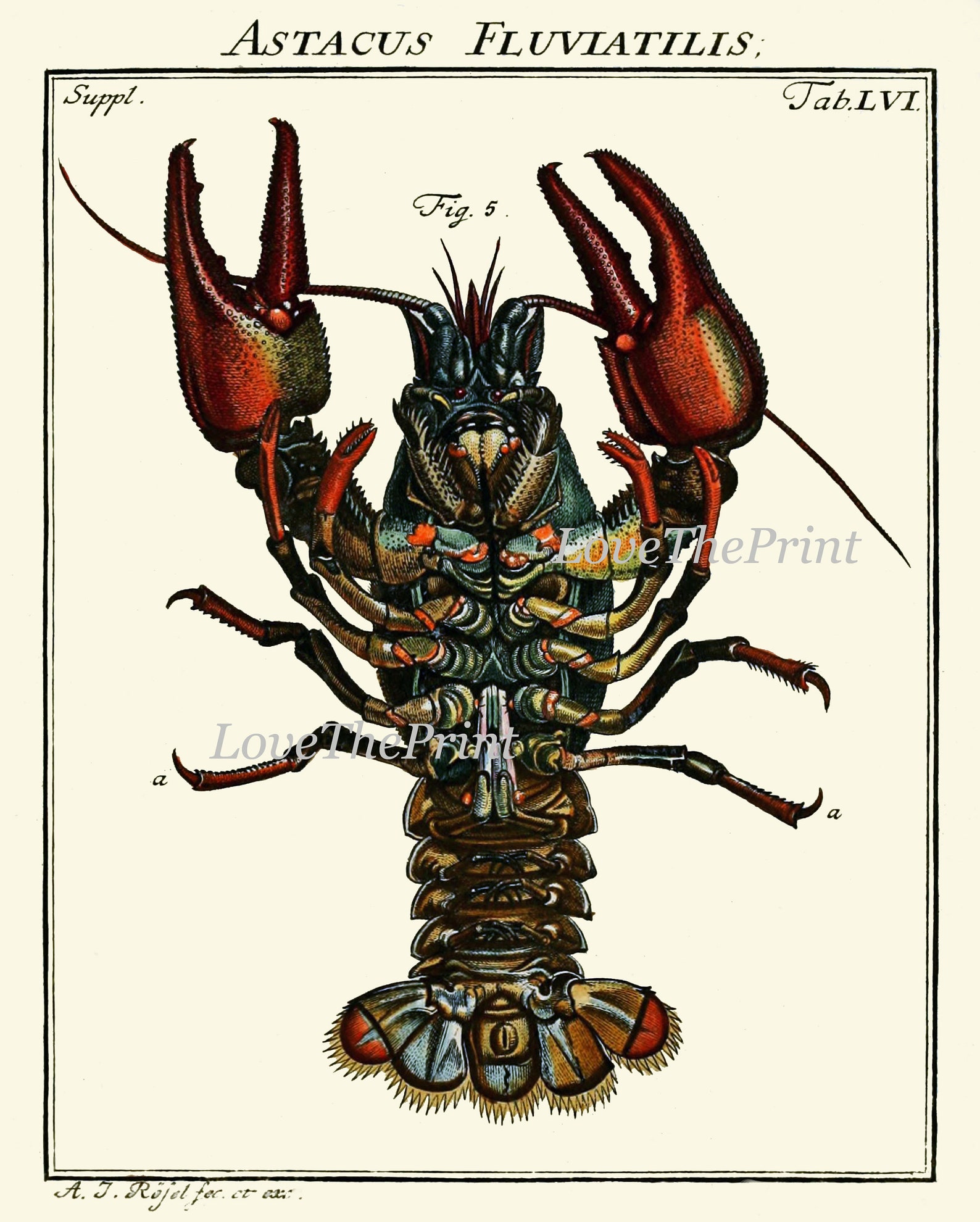 Lobster Wall Art Set of 4 Prints Beautiful Vintage Antique - Etsy