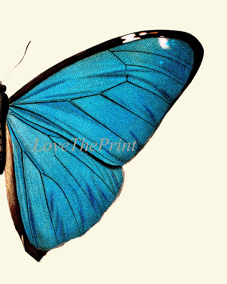 Blue Butterfly Wall Art Set of 2 Prints Beautiful Colorful Garden ...