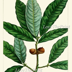 Acorn Botanical Wall Art Set of 3 Prints Beautiful Antique Vintage ...