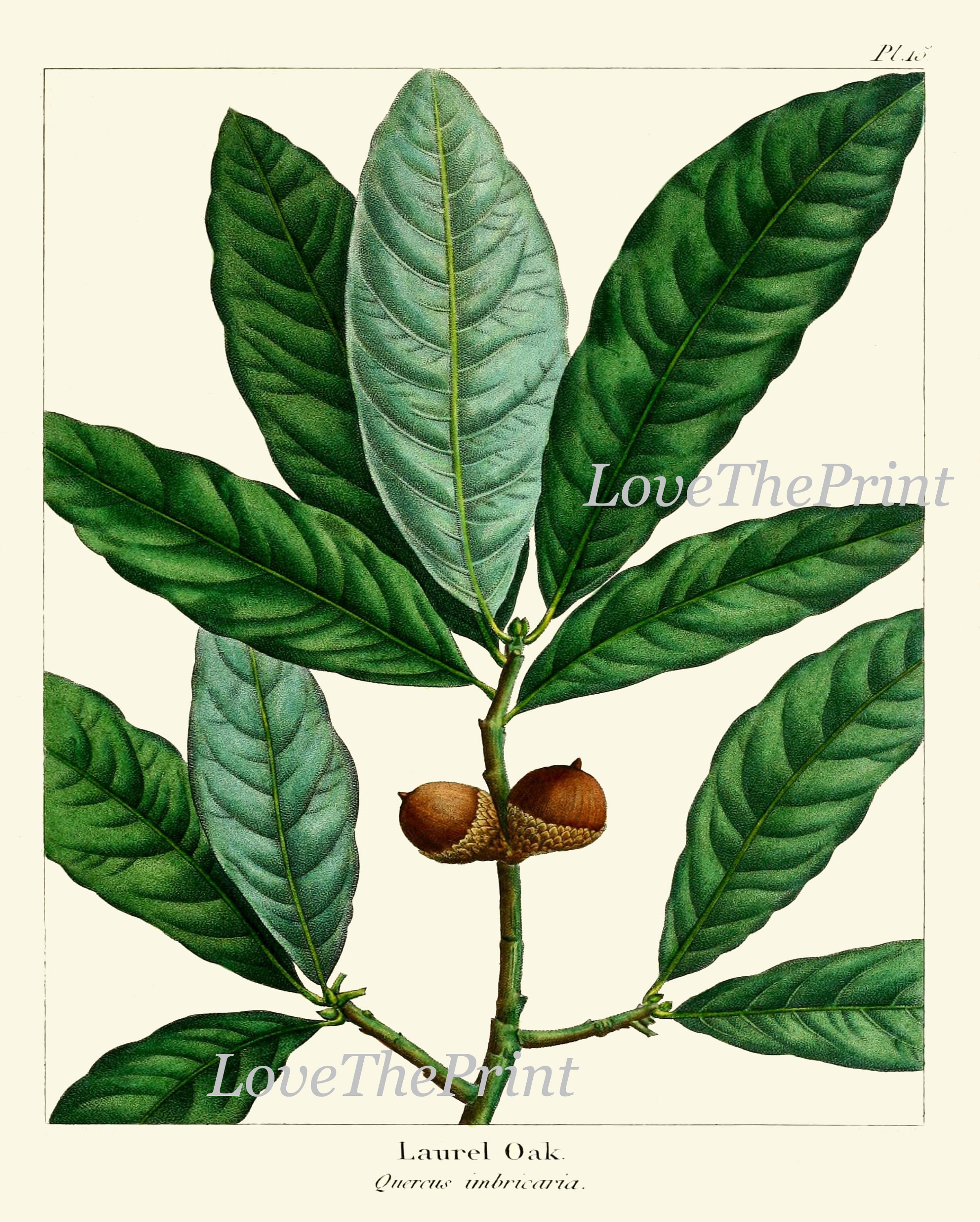 Acorn Botanical Wall Art Set of 3 Prints Beautiful Antique Vintage ...