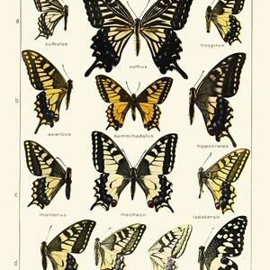 Vintage Butterfly Chart Wall Art Set of 6 Prints Beautiful Antique Blue ...
