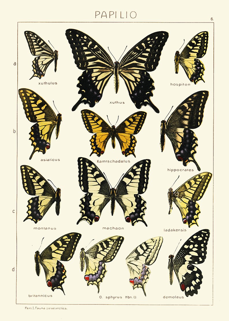 Vintage Butterfly Chart Wall Art Set of 6 Prints Beautiful - Etsy