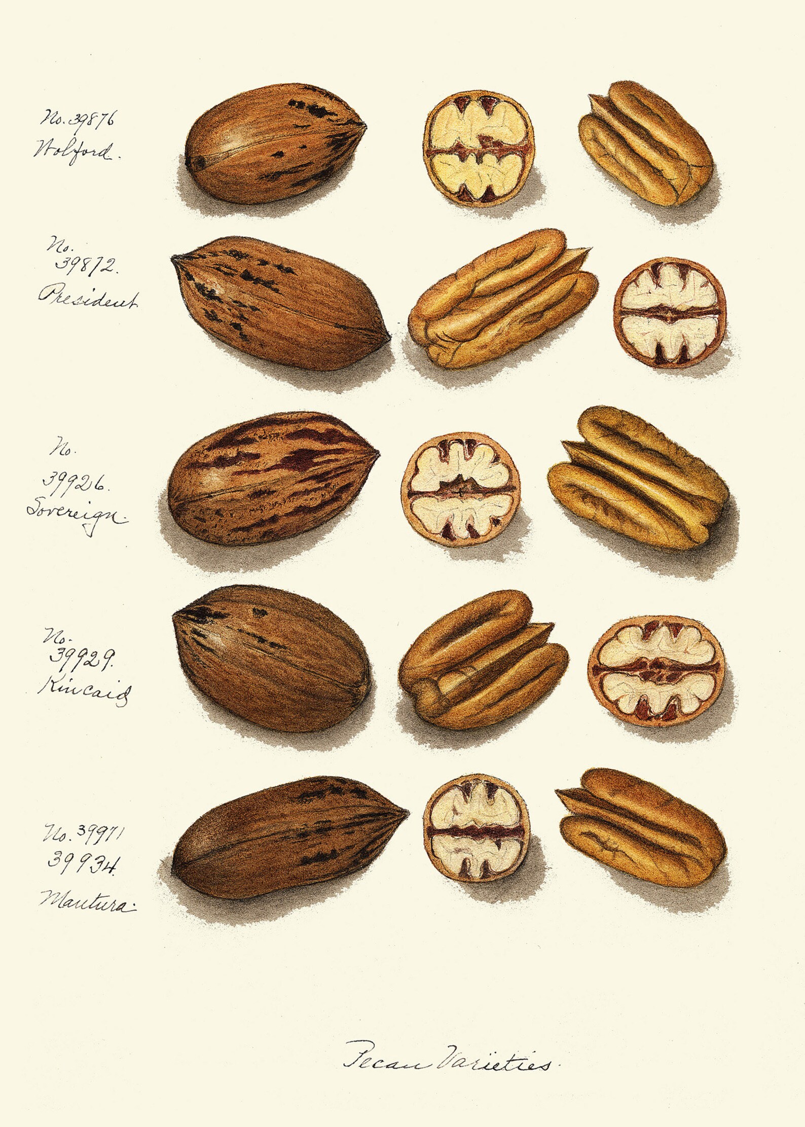 Pecan Walnut Nut Wall Decor Art Prints Set of 4 Beautiful Antique ...