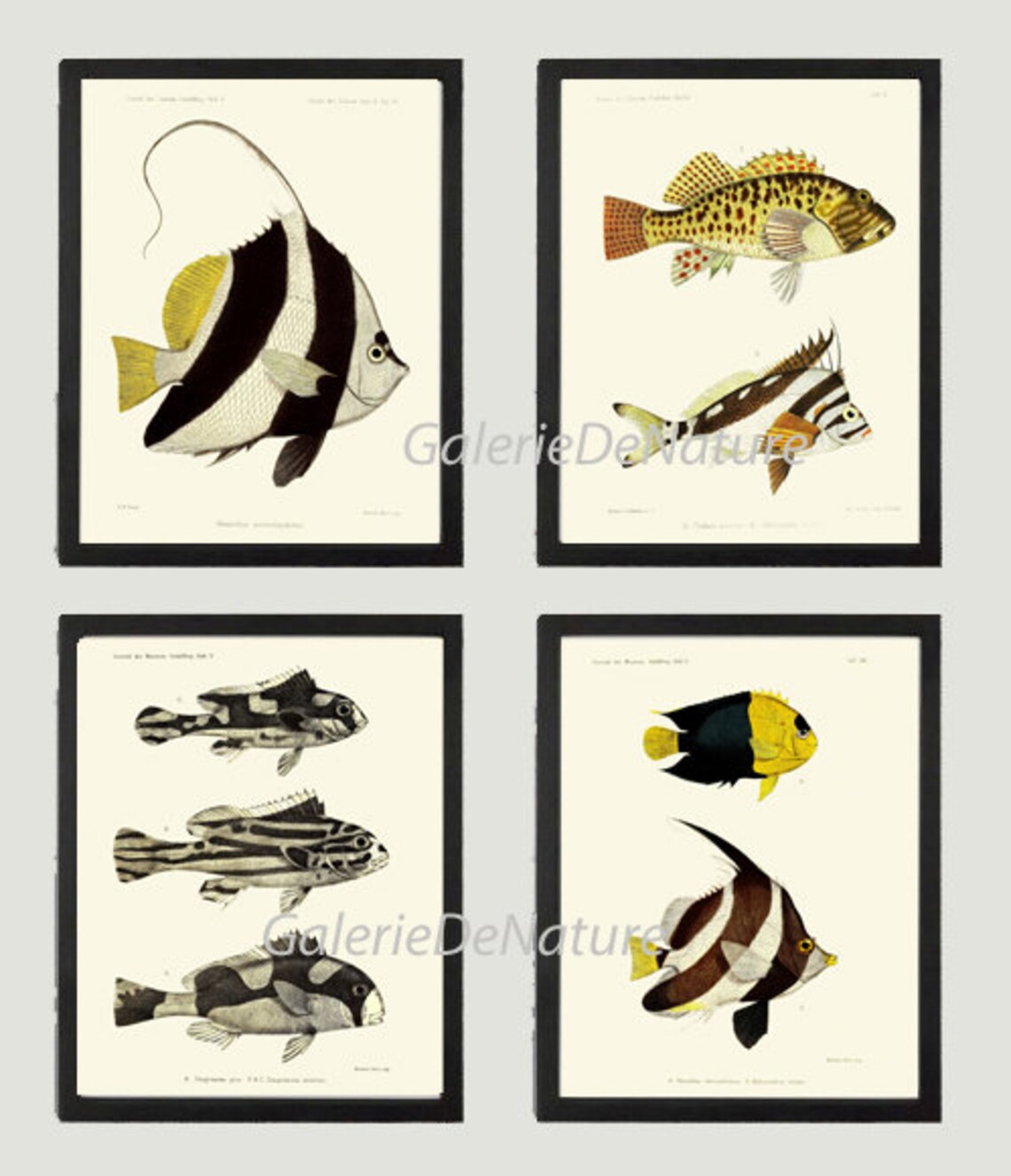 Tropical Fish Wall Art Set of 4 Prints Beautiful Antique | Etsy