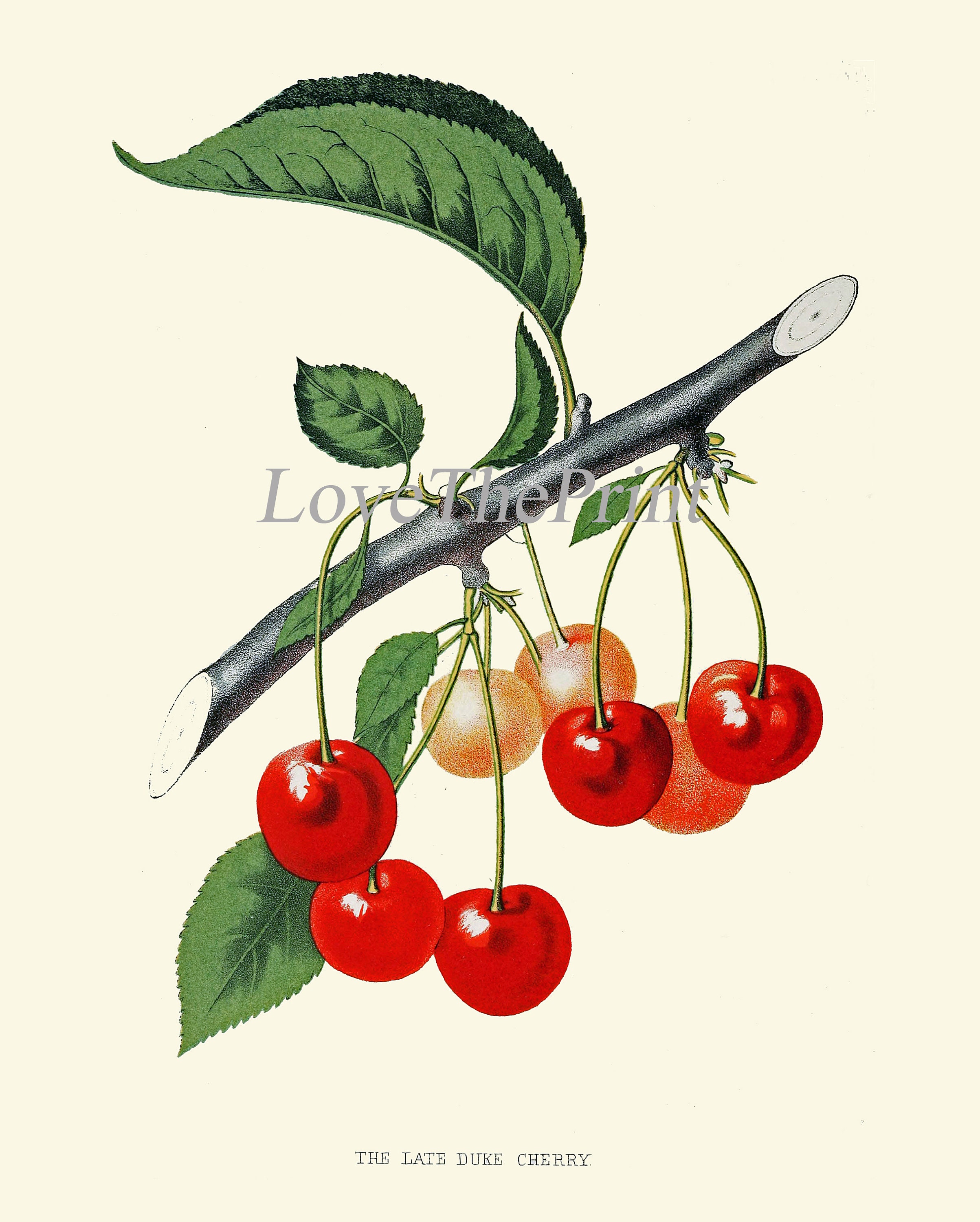 Cherry Cherries Botanical Wall Decor Art Prints Set of 4 - Etsy