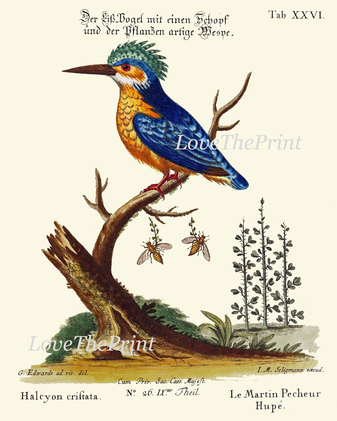 Vintage Birds Wall Art Prints Set of 4 Beautiful Bird - Etsy