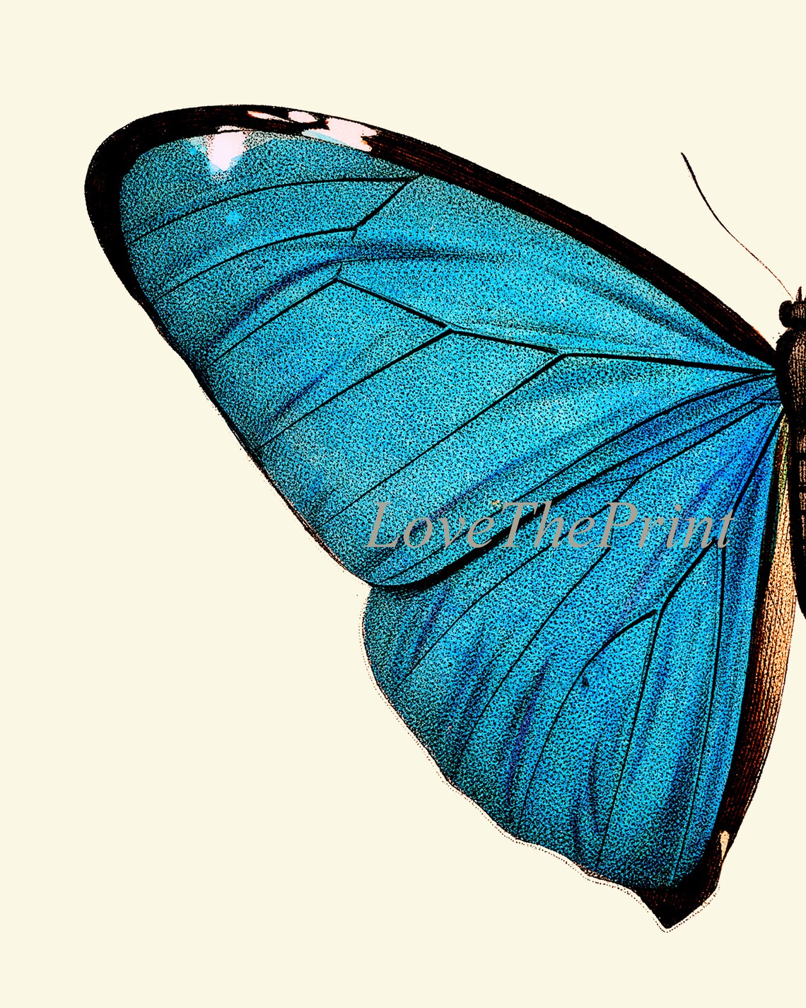 Blue Butterfly Wall Art Set of 2 Prints Beautiful Colorful Garden ...