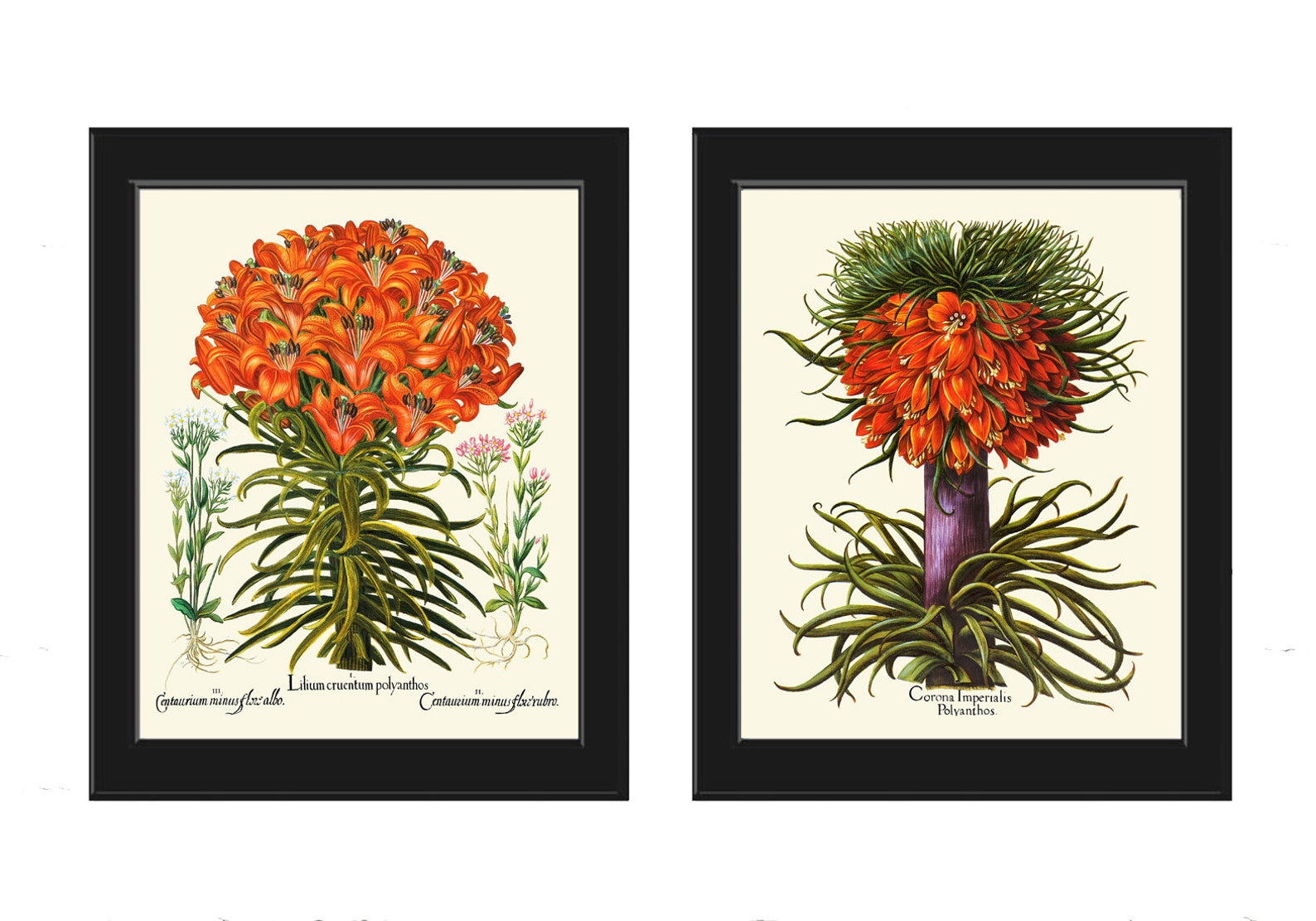 Orange Botanical Prints Wall Art Set of 2 Beautiful Antique Vintage ...
