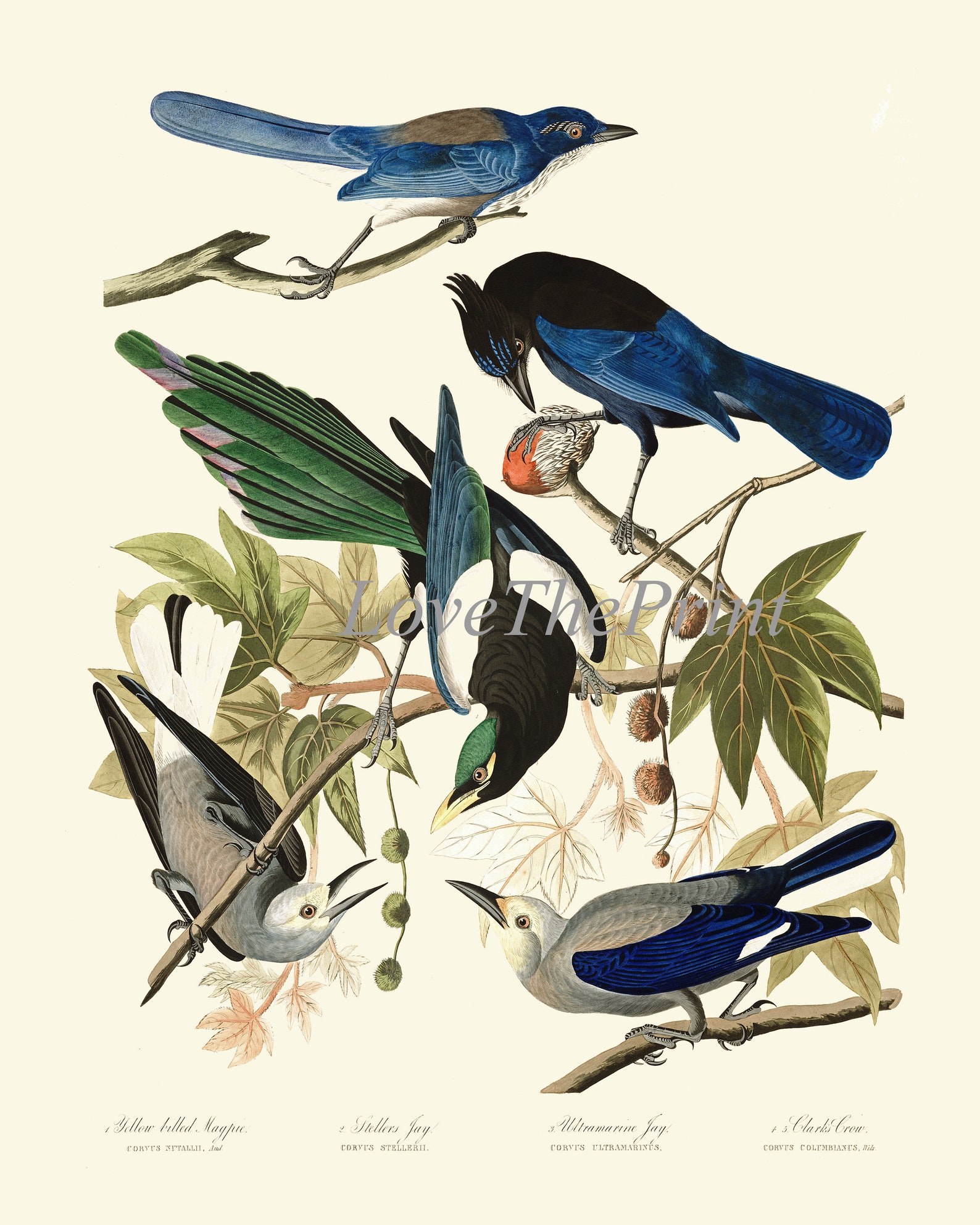 Vintage Blue Birds Wall Decor Art Print Set of 6 Prints - Etsy