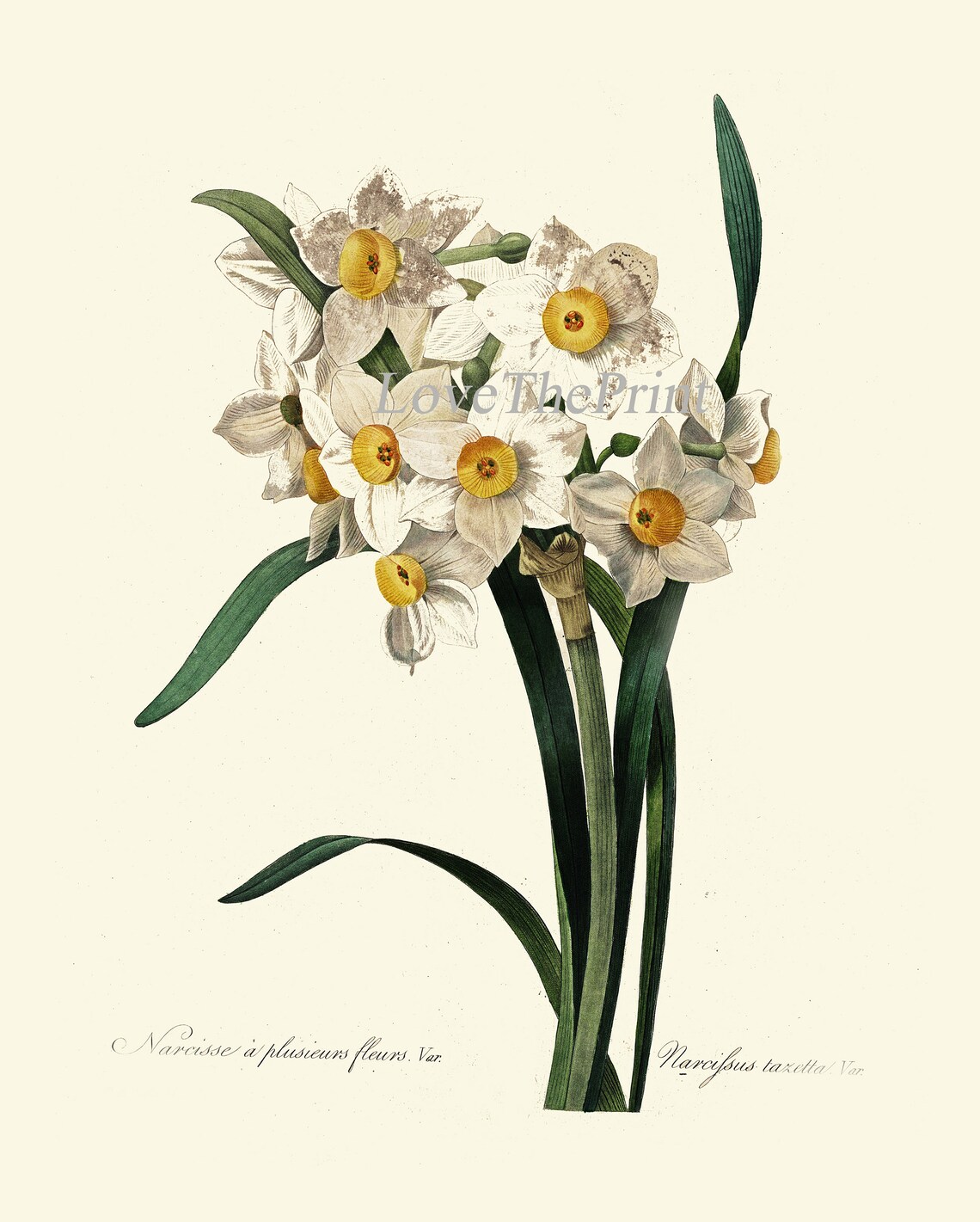 White Flower Botanical Prints Wall Art Set of 12 Beautiful | Etsy