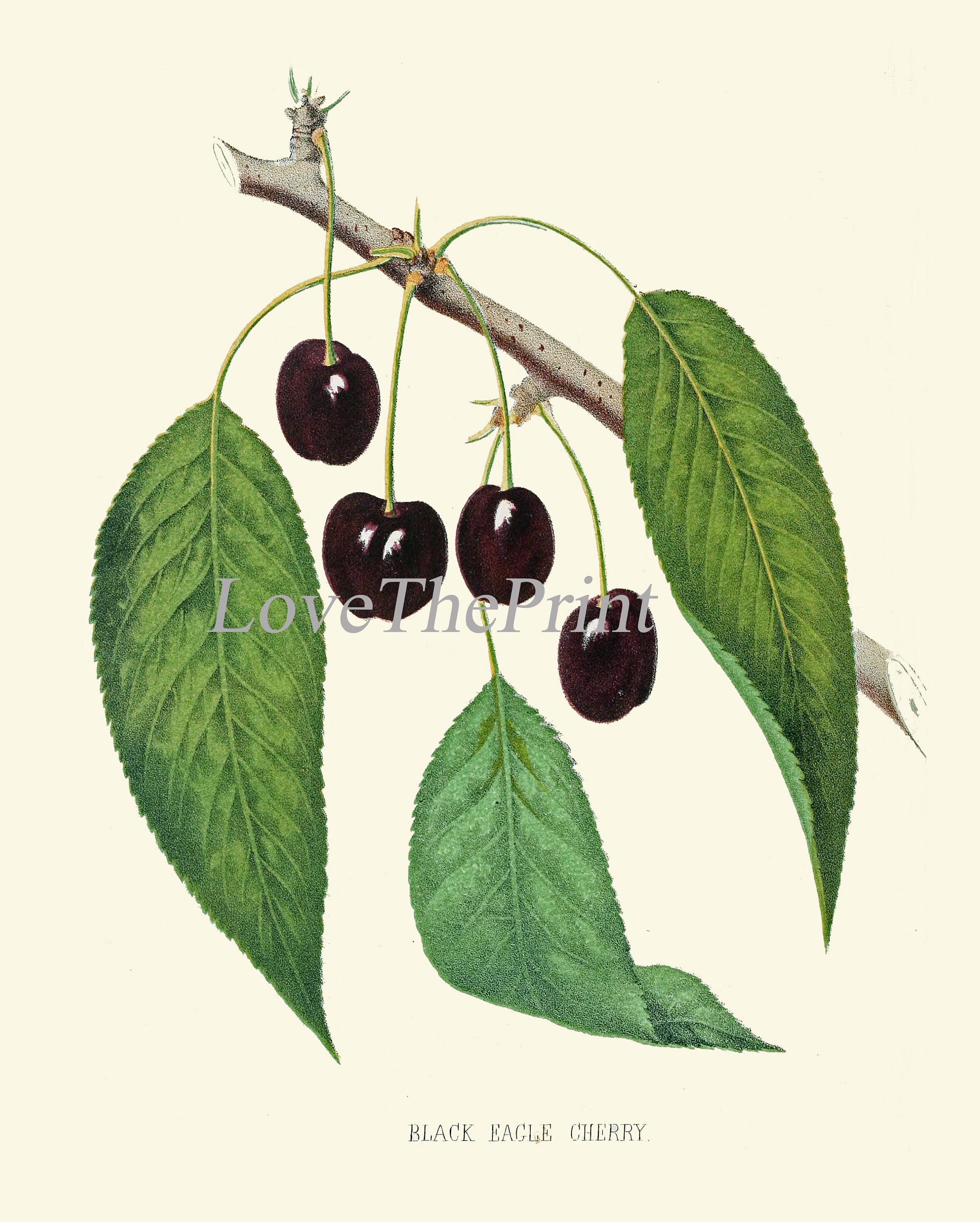 Cherry Cherries Botanical Wall Decor Art Prints Set of 4 - Etsy