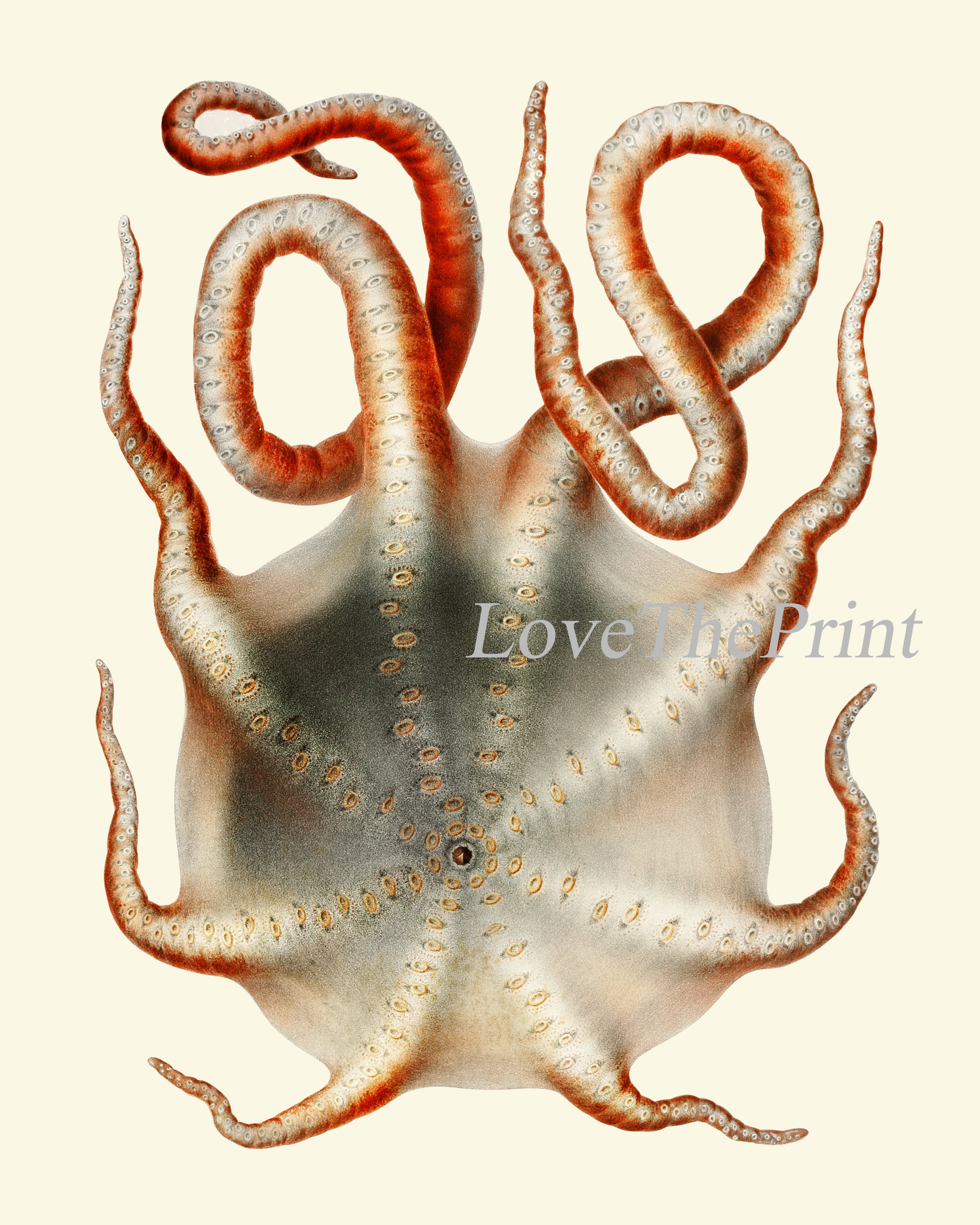 Octopus Prints Wall Art Set of 4 Beautiful Antique Vintage Sea Ocean ...