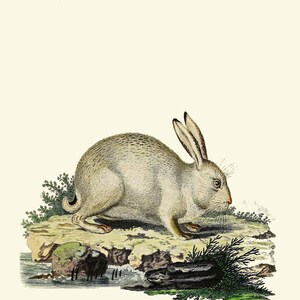 Rabbit Wall Art Print Set of 4 Beautiful Antique Vintage Woodland ...
