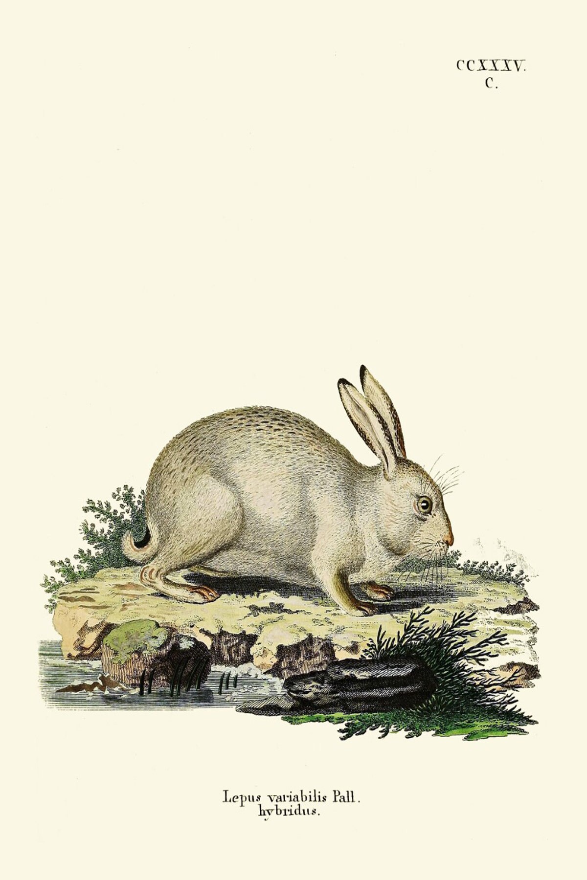 Rabbit Wall Art Print Set of 4 Beautiful Antique Vintage - Etsy