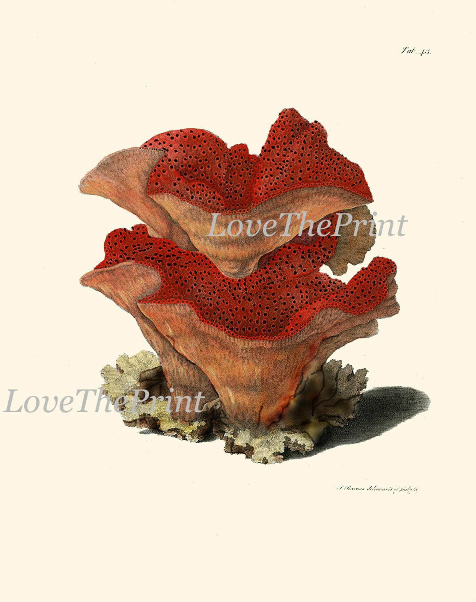 Red Coral Prints Wall Art Set of 4 Beautiful Antique Vintage - Etsy