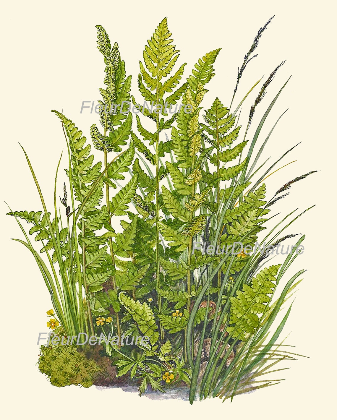 Fern Prints Wall Art Set of 9 Beautiful Botanical Antique Vintage Green ...