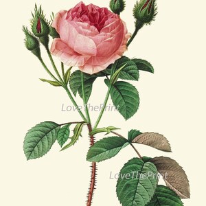 Vintage Roses Botanical Wall Art Set of 6 Prints Beautiful White Pink ...
