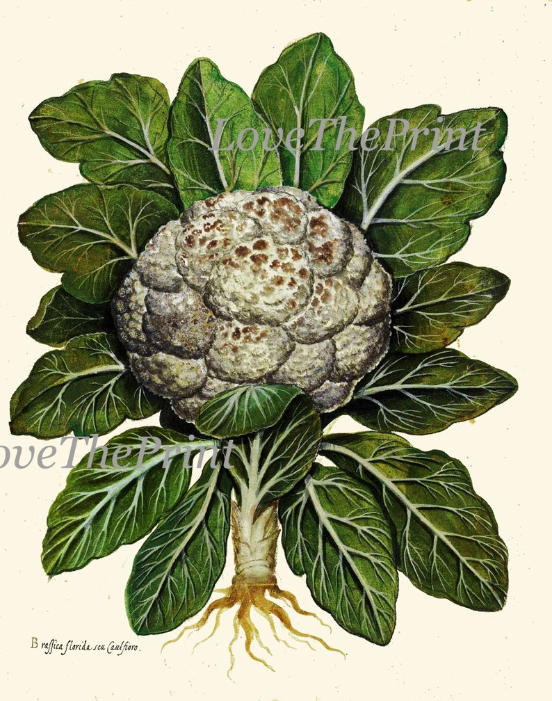 Vintage Vegetable Garden Plant Wall Art Set of 9 Prints Beautiful ...