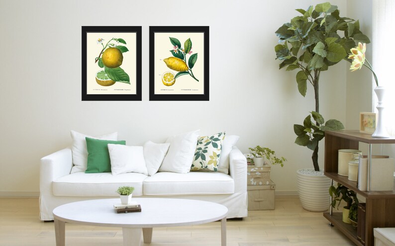 Citrus Prints Botanical Wall Art Set of 2 Beautiful Vintage - Etsy