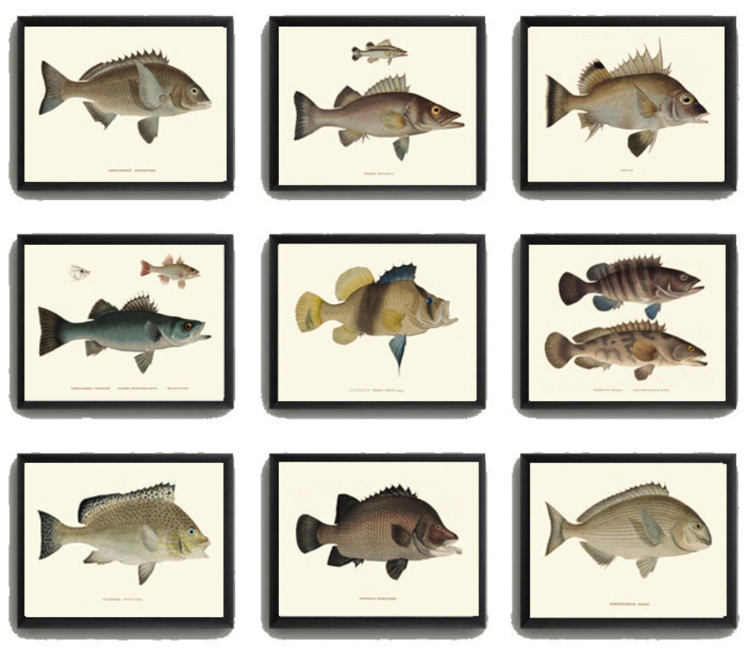 Fish Prints Wall Decor Art Set of 9 Beautiful Antique Vintage Lake ...