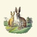 Bunny Wall Art Print Set of 4 Beautiful Antique Vintage Rabbit Farm ...