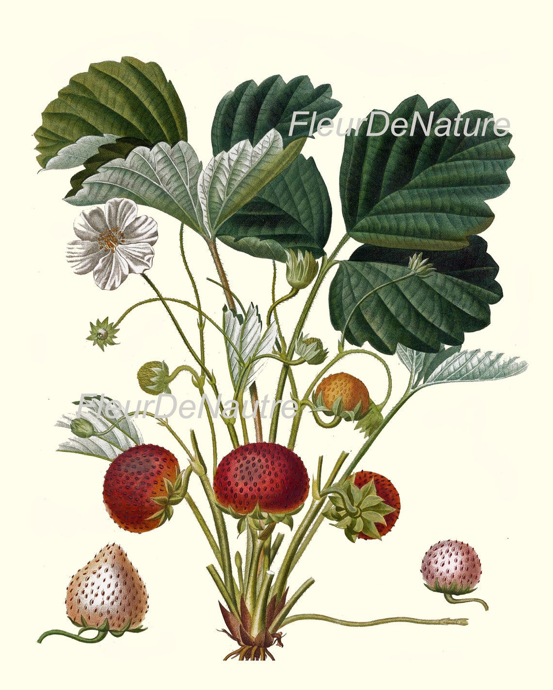 Fruit Prints Wall Art Set of 6 Beautiful Botanical Vintage - Etsy