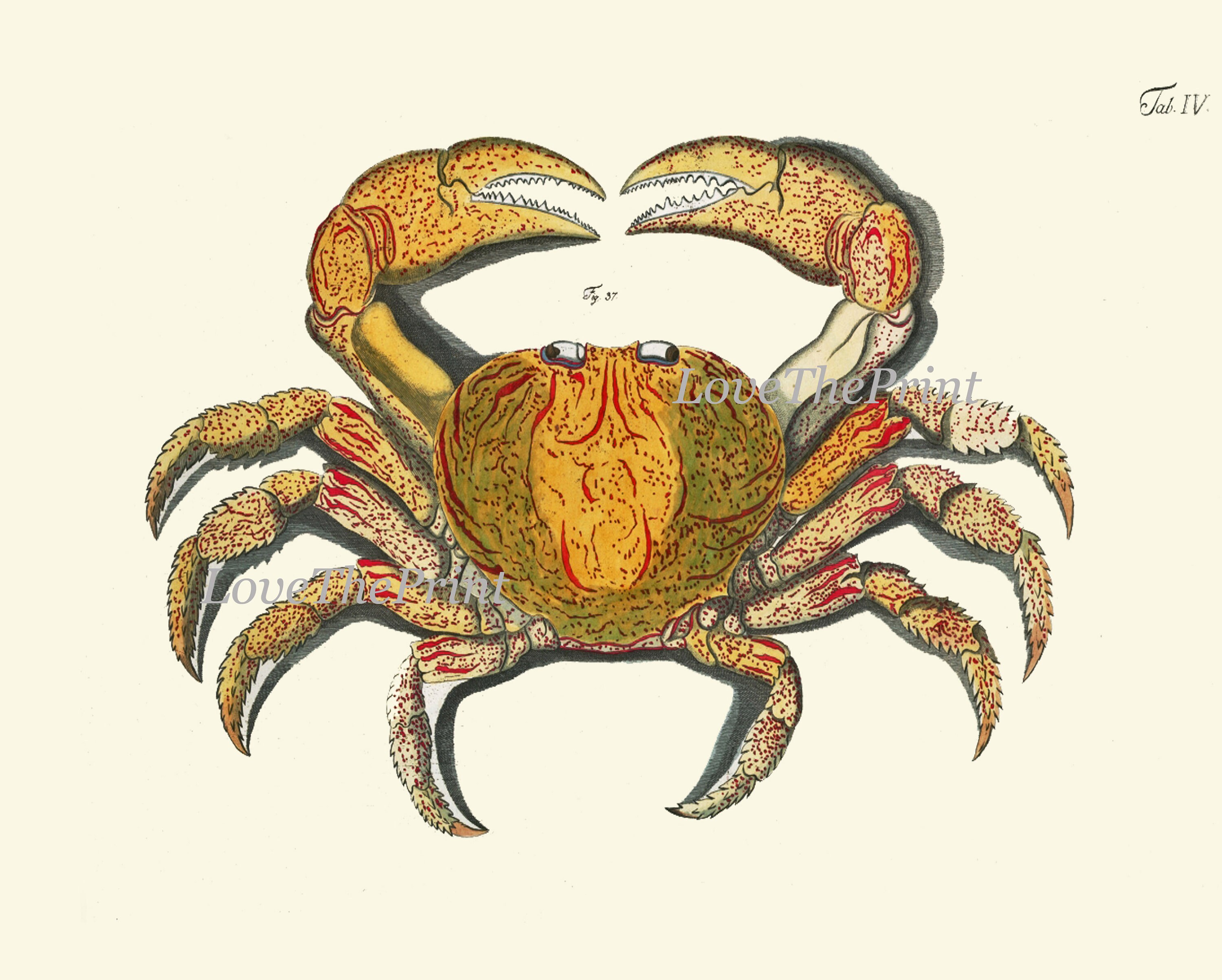 Vintage Crab Prints Wall Art Set of 6 Beautiful Antique Red Blue Sea ...