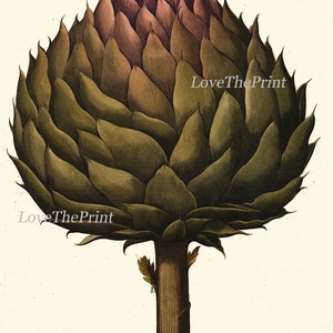 Botanical Wall Decor Art Set of 6 Prints Beautiful Vintage Antique ...