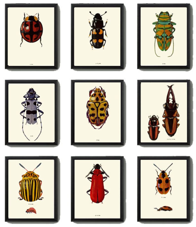 Beetle Prints Wall Art Set of 9 Beautiful Antique Vintage - Etsy