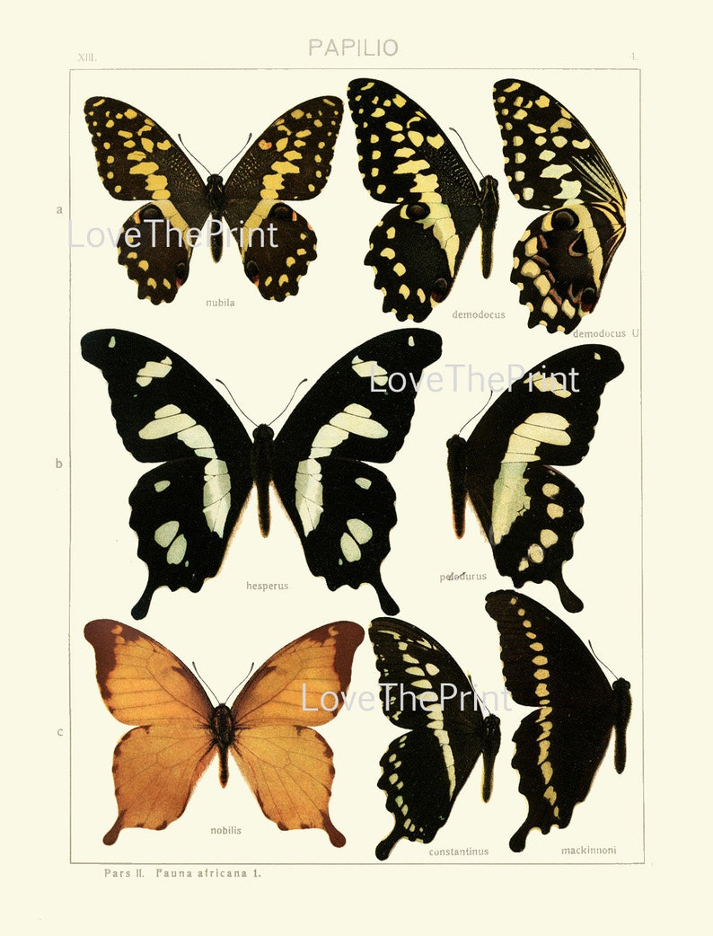 Vintage Butterfly Chart Wall Art Set of 6 Prints Beautiful - Etsy