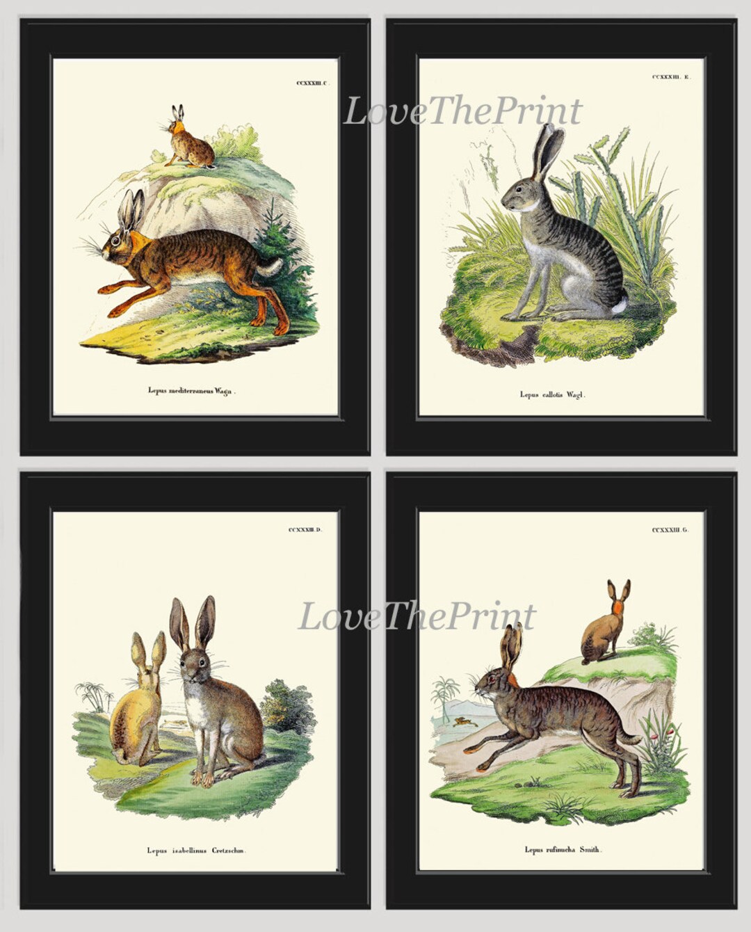 Bunny Wall Art Print Set of 4 Beautiful Antique Vintage Rabbit Farm ...