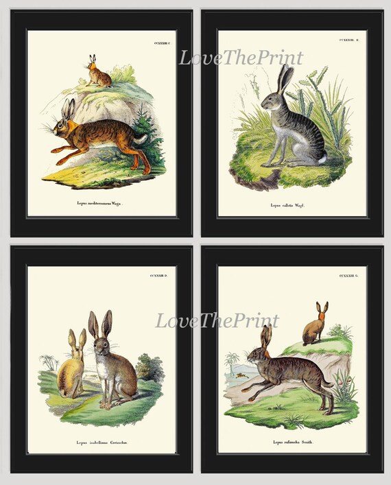 Bunny Wall Art Print Set of 4 Beautiful Antique Vintage Rabbit - Etsy