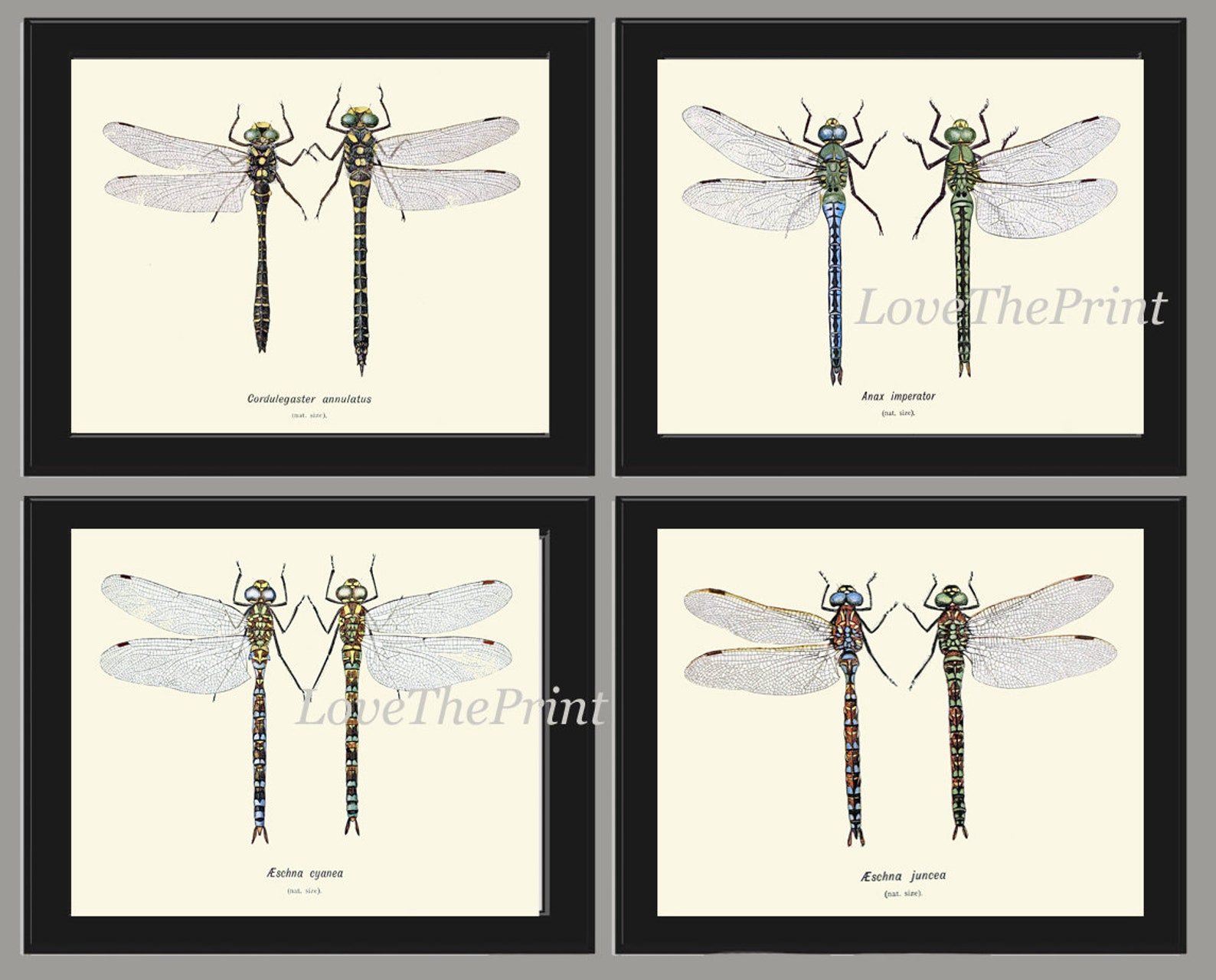 Dragonfly Wall Art Set of 4 Prints Beautiful Antique Vintage ...