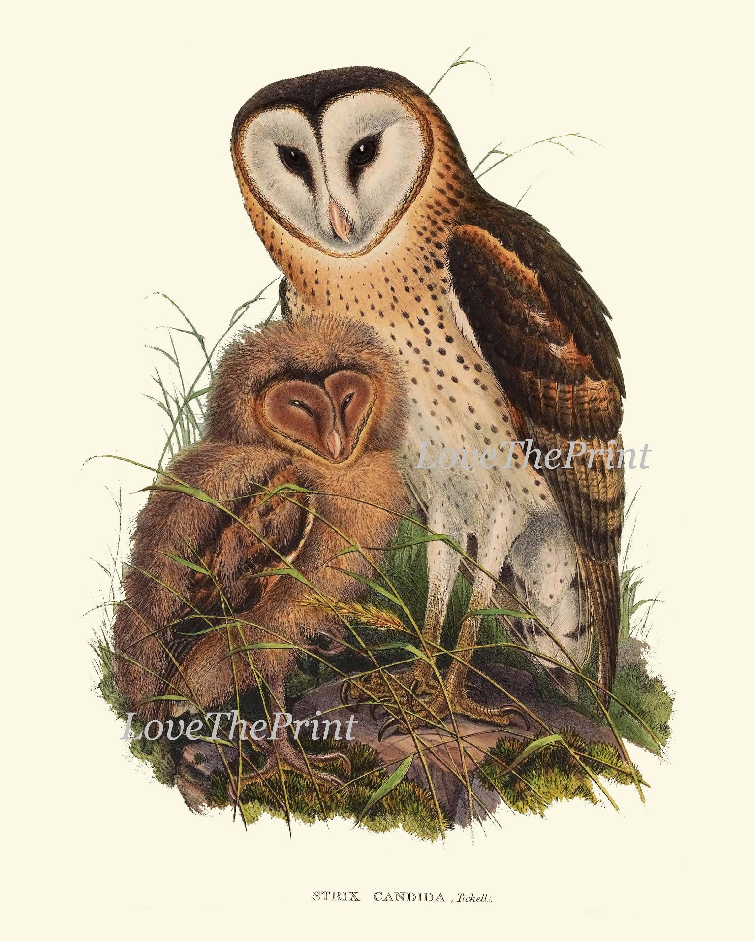 Vintage Owl Bird Wall Art Prints Set of 4 Beautiful Antique Farm ...