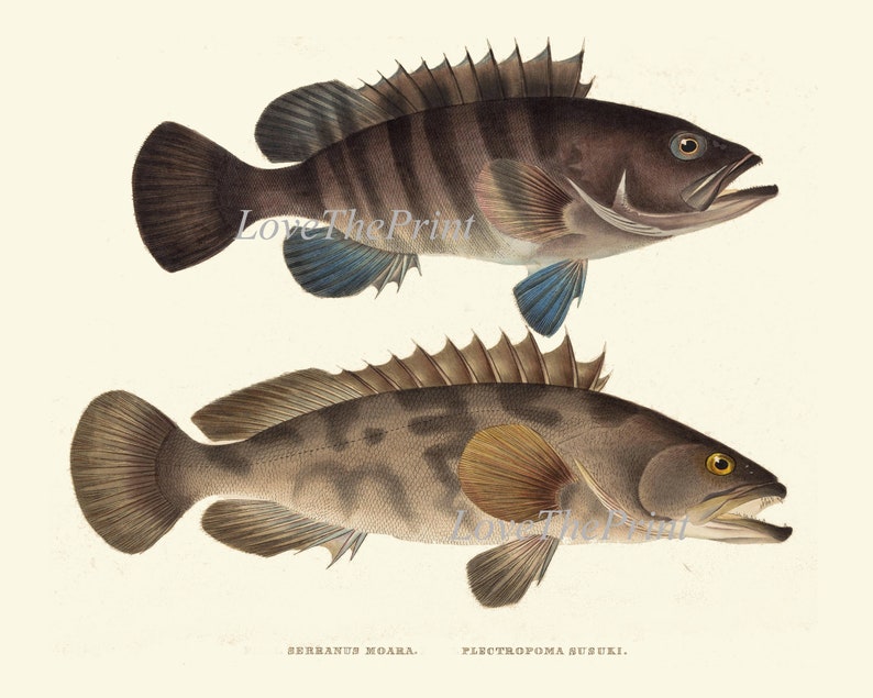 Vintage Fish Wall Art Set of 9 Prints Beautiful Antique Fishes - Etsy