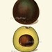 Avocado Wall Art Print Botanical Set of 2 Beautiful Vintage Fruit ...