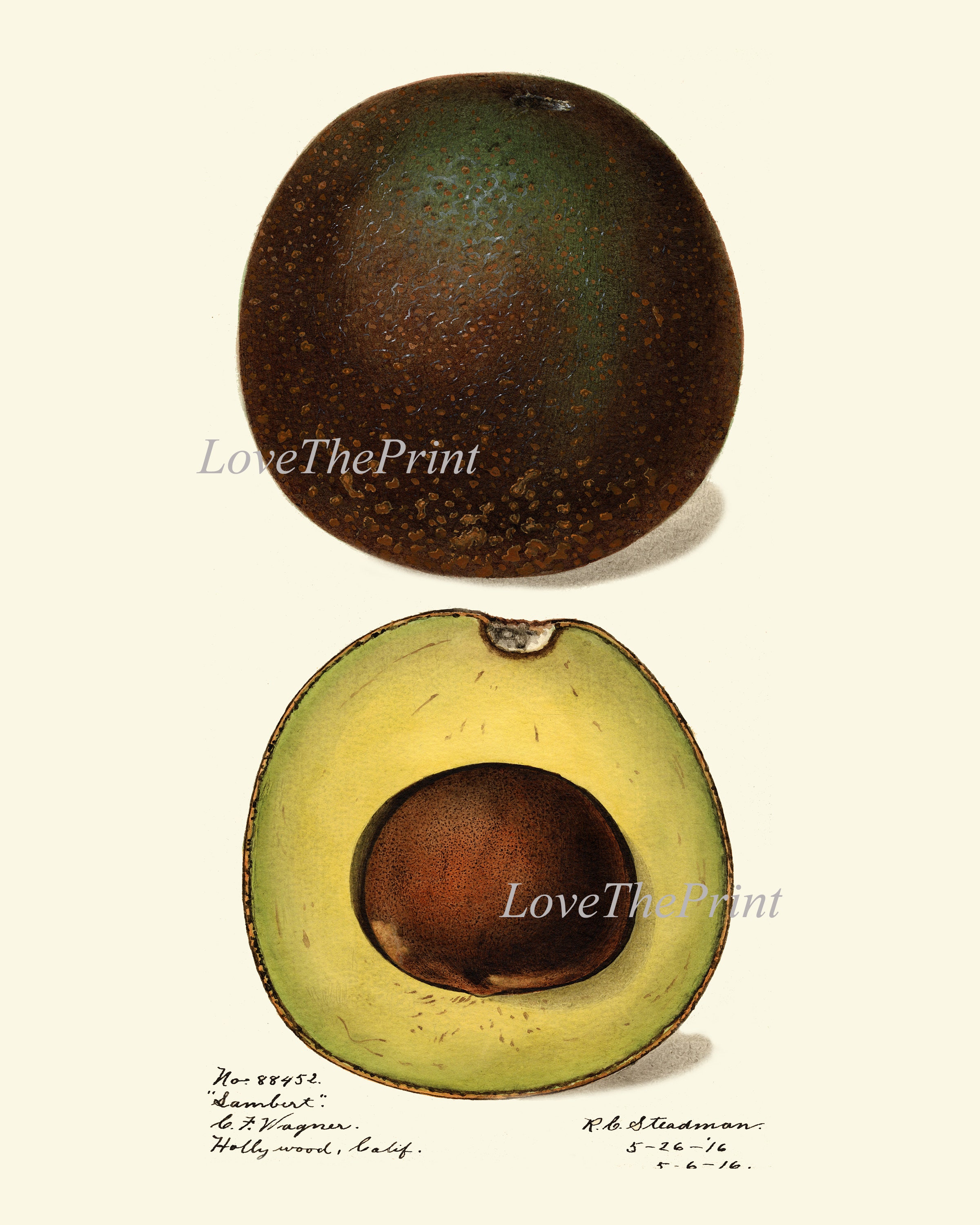 Avocado Wall Art Print Botanical Set of 2 Beautiful Vintage Fruit ...