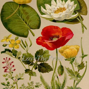 Wildflower Botanical Prints Wall Art Set of 4 Beautiful Antique Vintage ...