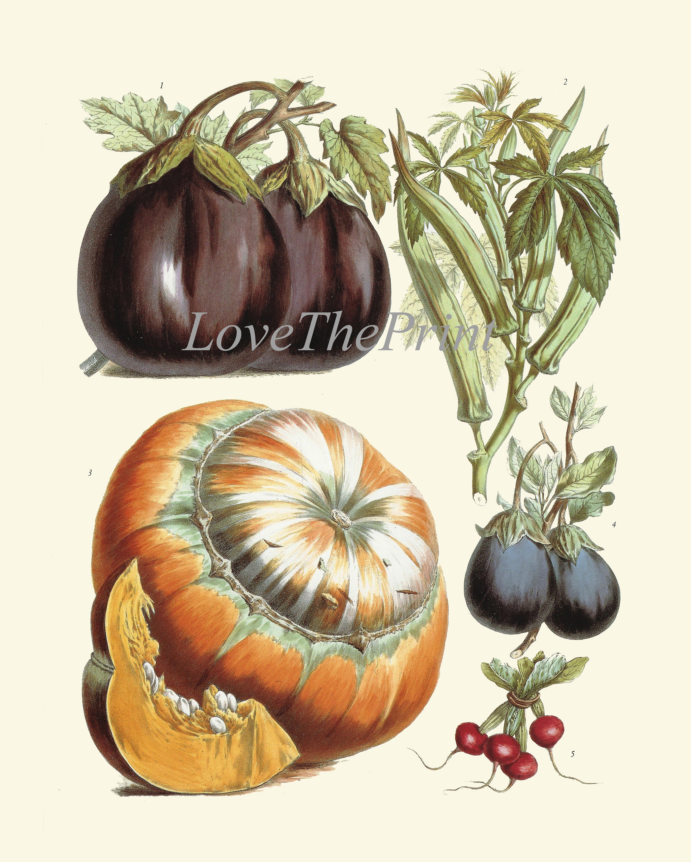 Vegetables Botanical Wall Art Set of 9 Prints Beautiful Antique Vintage ...