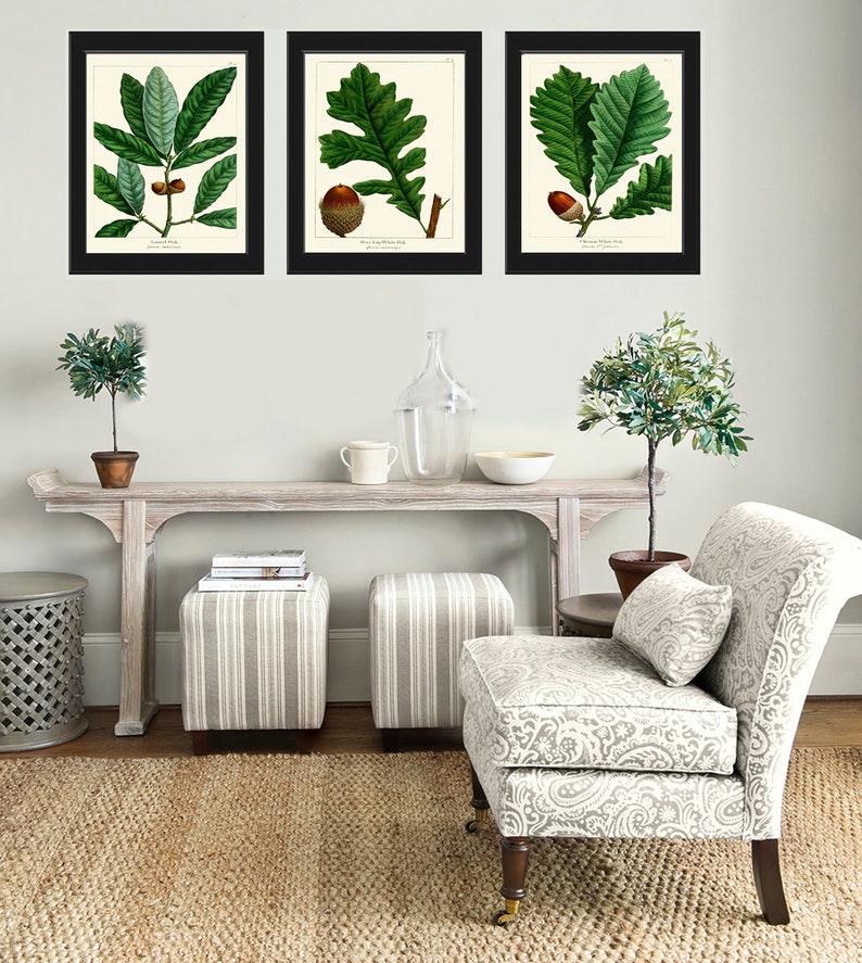 Acorn Botanical Wall Art Set of 3 Prints Beautiful Antique Vintage ...
