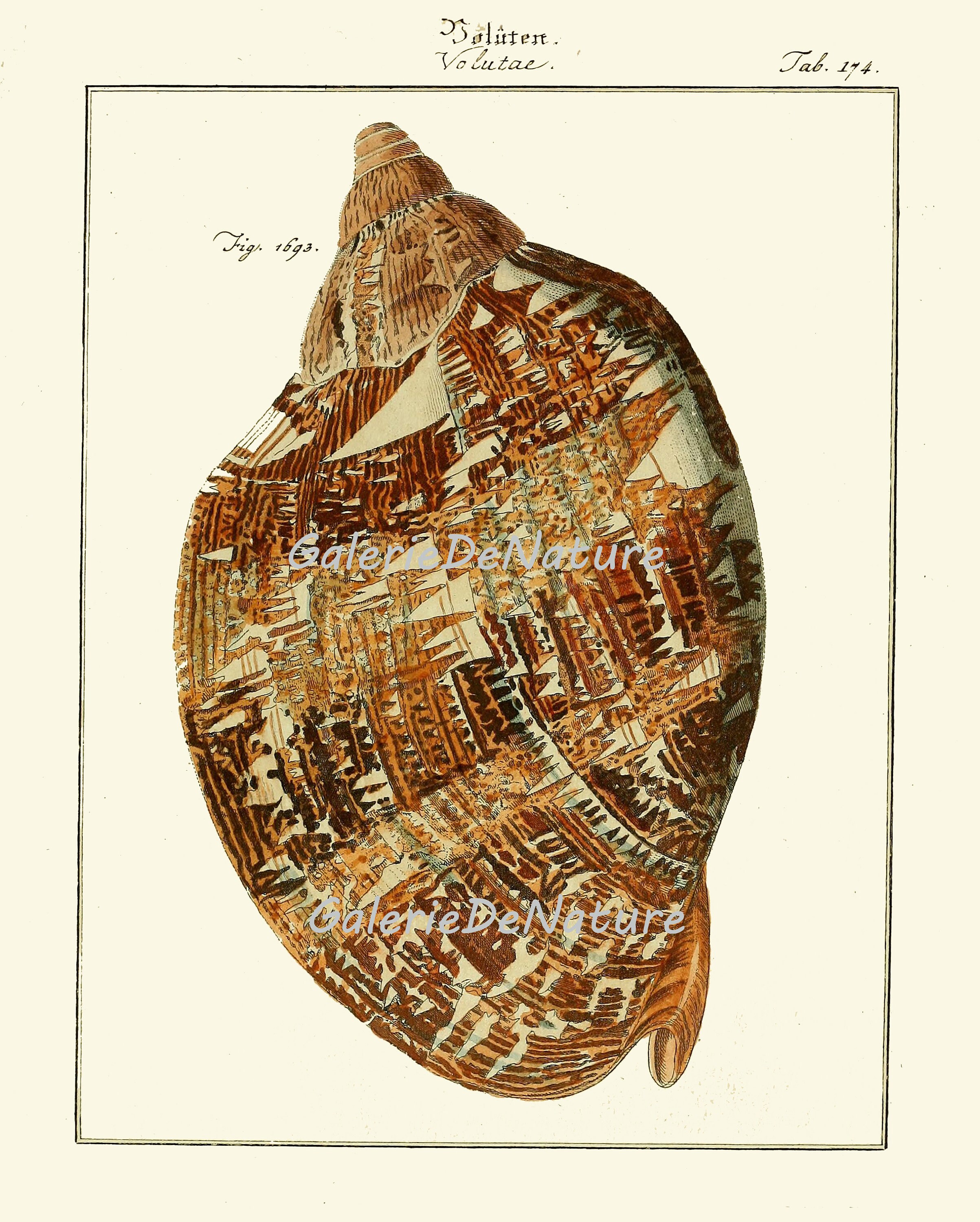 Seashells Prints Wall Art Set of 6 Beautiful Antique Vintage Sea Shell ...