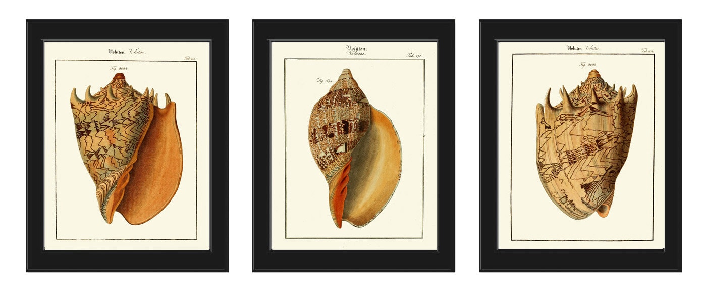 Vintage Seashell Wall Art Set of 3 Prints Beautiful Antique Sea Shells ...