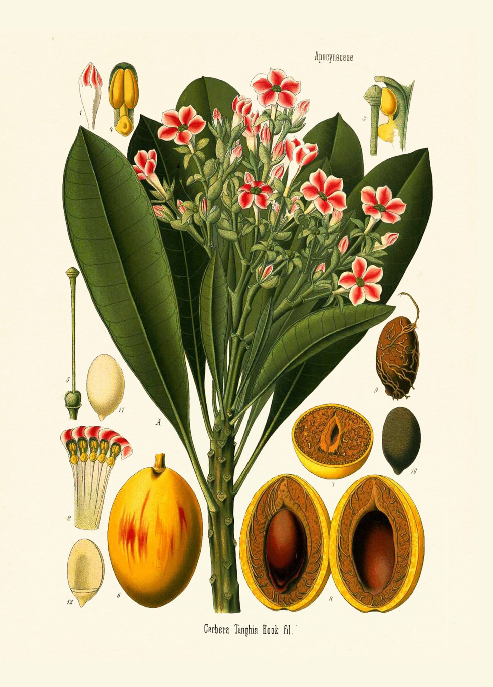 Tropical Fruit Botanical Wall Art Set of 12 Prints Beautiful - Etsy