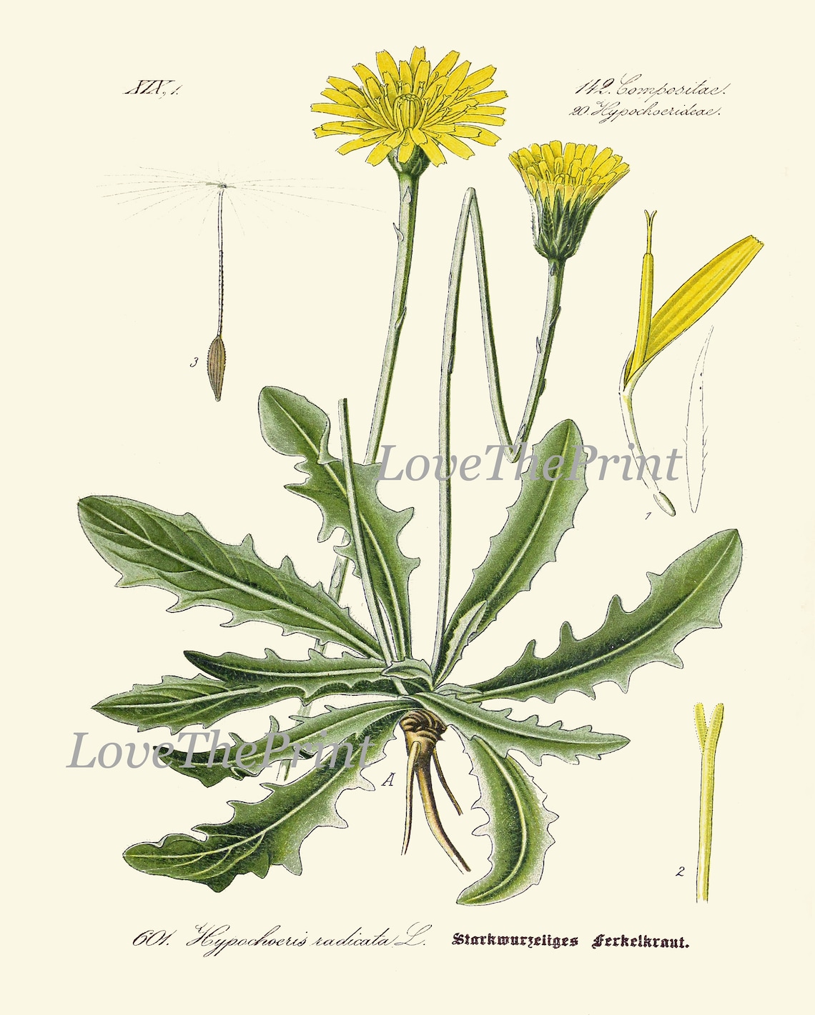 Dandelion Botanical Wall Art Set of 6 Prints Beautiful Antique - Etsy