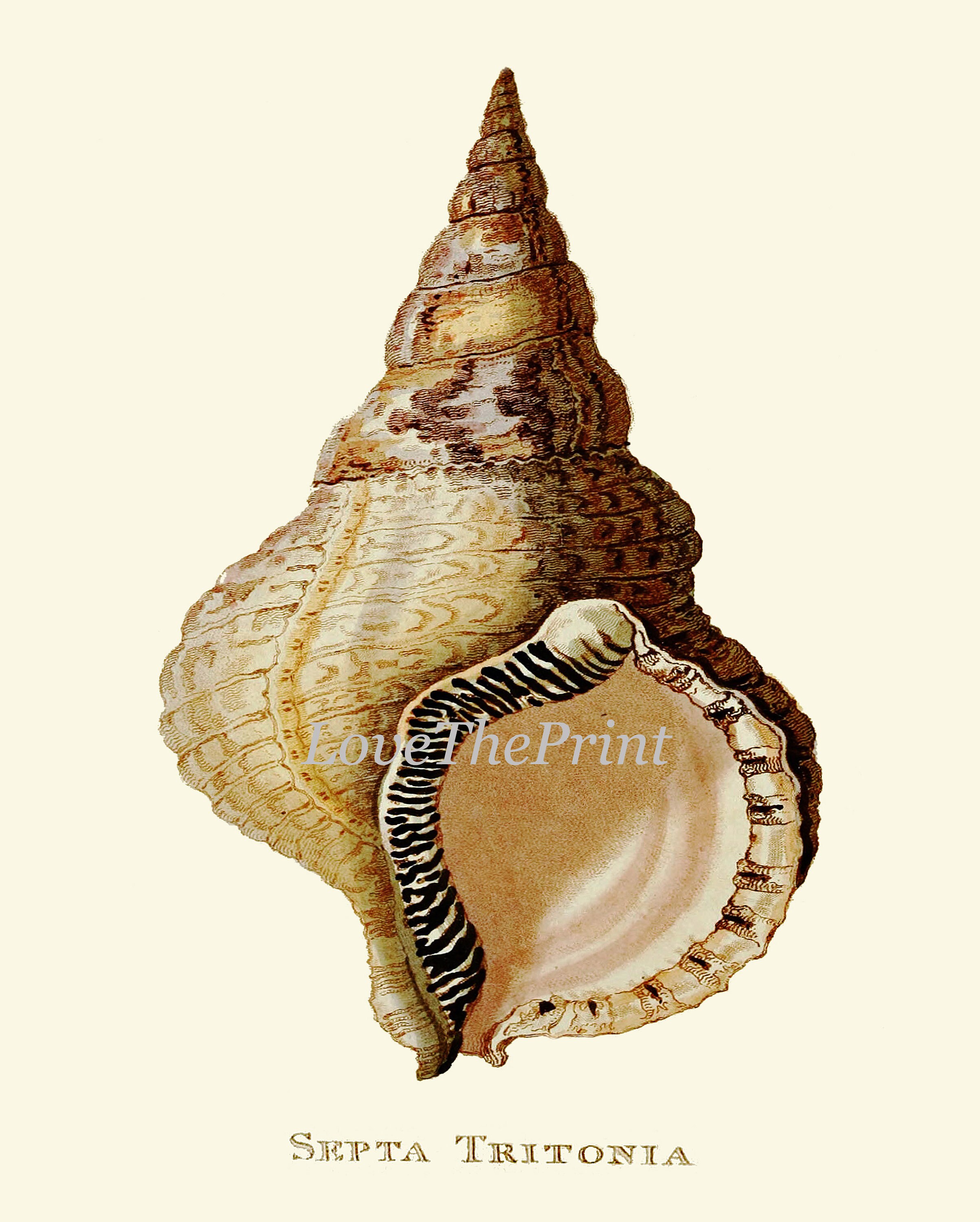Sea Horse Shell Coral Wall Art Nautical Print Set of 6 Vintage Ocean ...